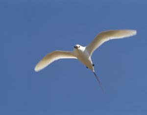 Péninsule du Cap Masoala | MadCameleon